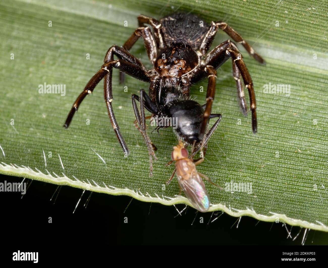 Crab Spider of the Family Thomisidae preying on an ant Stock Photo - Alamy