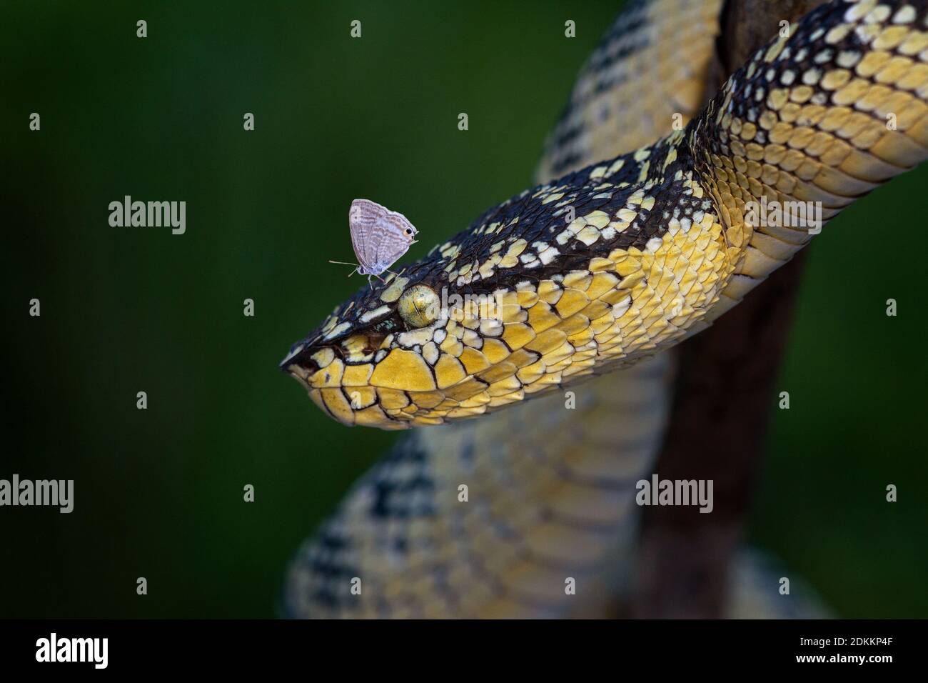 Snake Head Butterfly High Resolution Stock Photography and Images - Alamy