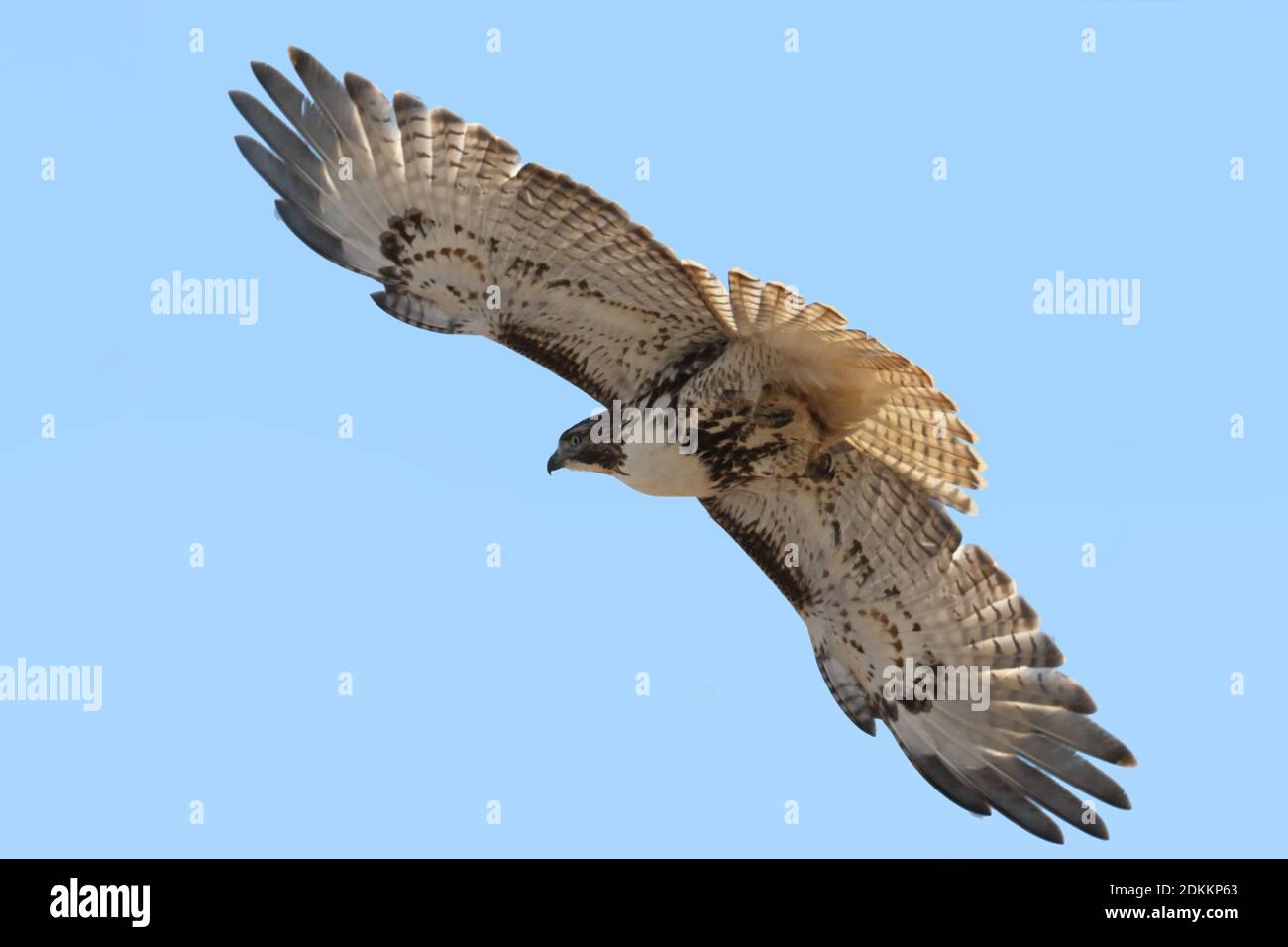 Red Tailed Hawk against winter sky Stock Photo - Alamy