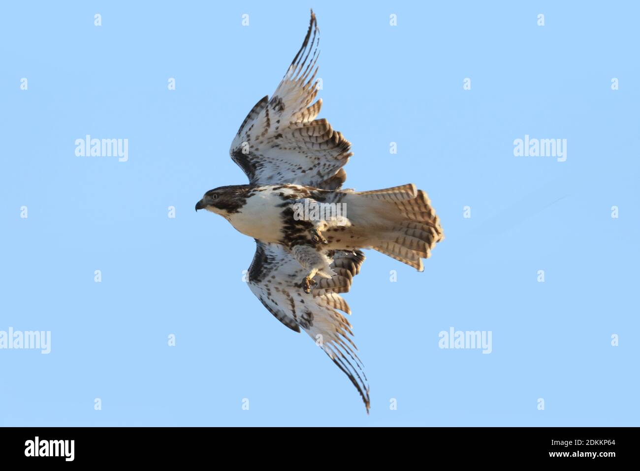 Red Tailed Hawk against winter sky Stock Photo - Alamy