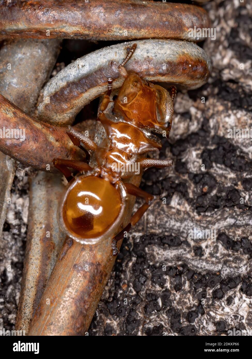 Cephalotes clypeatus hi-res stock photography and images - Alamy