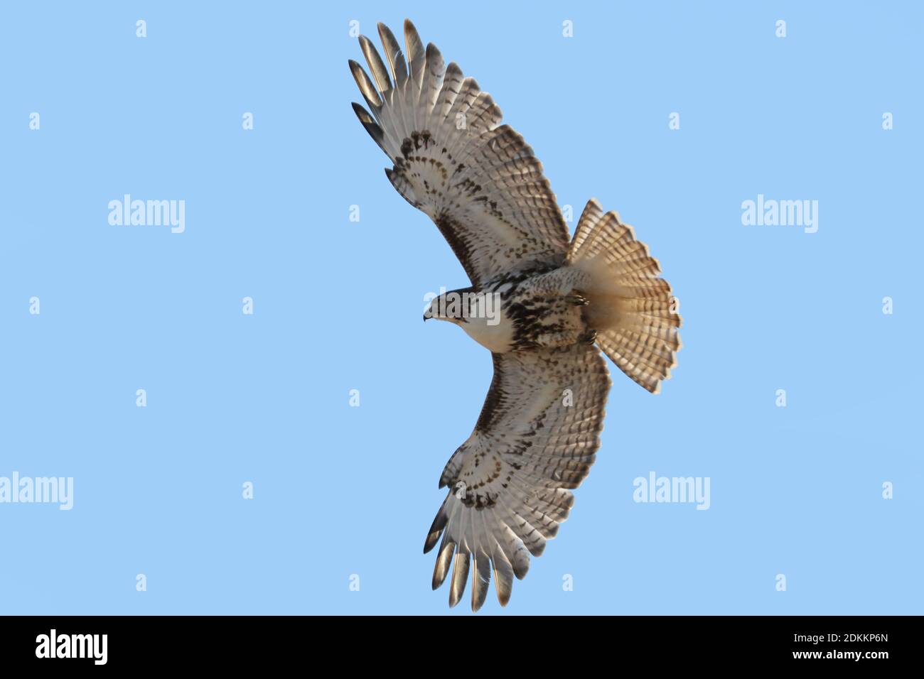 Red Tailed Hawk against winter sky Stock Photo - Alamy