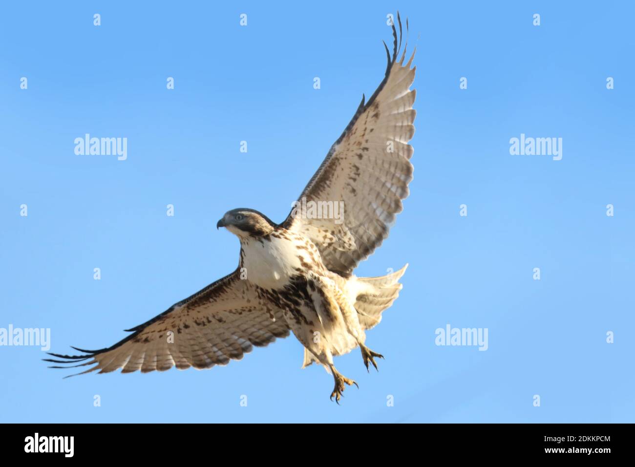 Red Tailed Hawk against winter sky Stock Photo - Alamy
