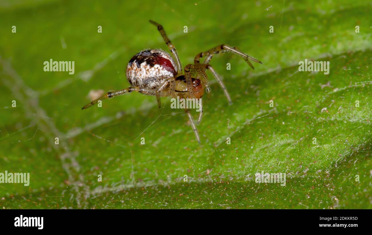 Brazilian Cobweb Spider of the Family Theridiidae Stock Photo - Alamy