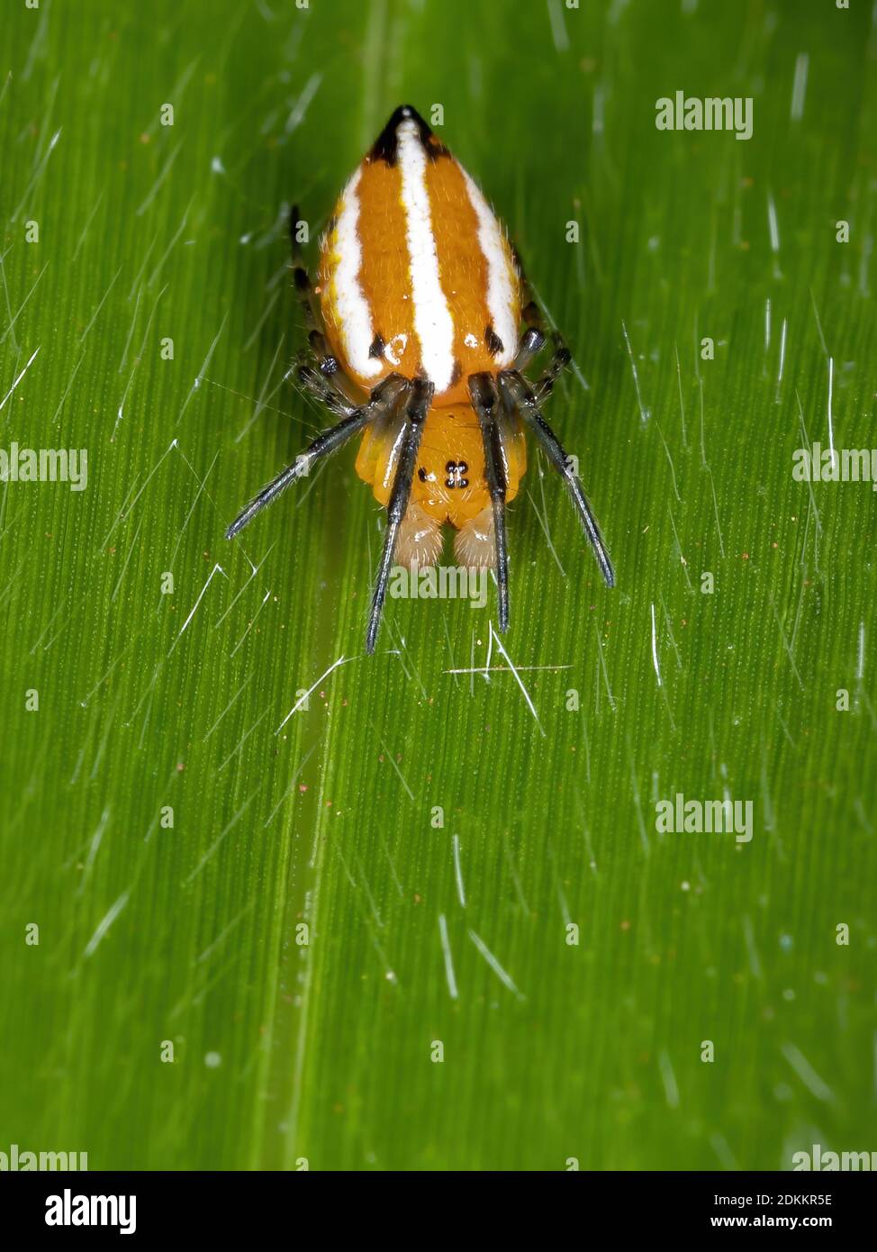 Classic Orbweaver of the species Alpaida rubellula Stock Photo - Alamy