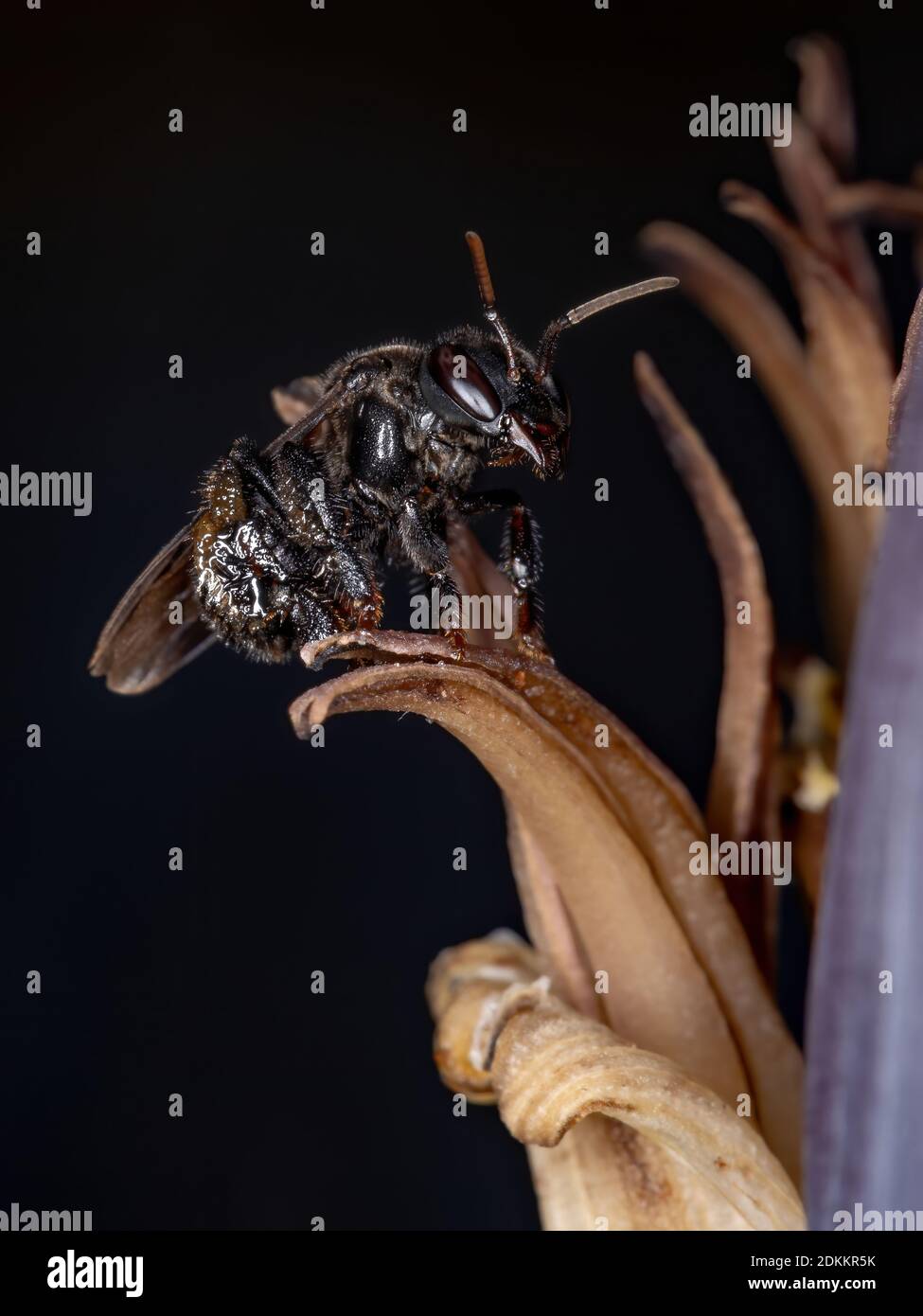 Stingless Bee of the Genus Trigona Stock Photo - Alamy