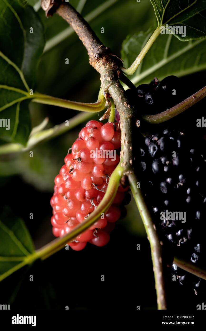 Mulberry plant of the genus Morus in macro view Stock Photo - Alamy