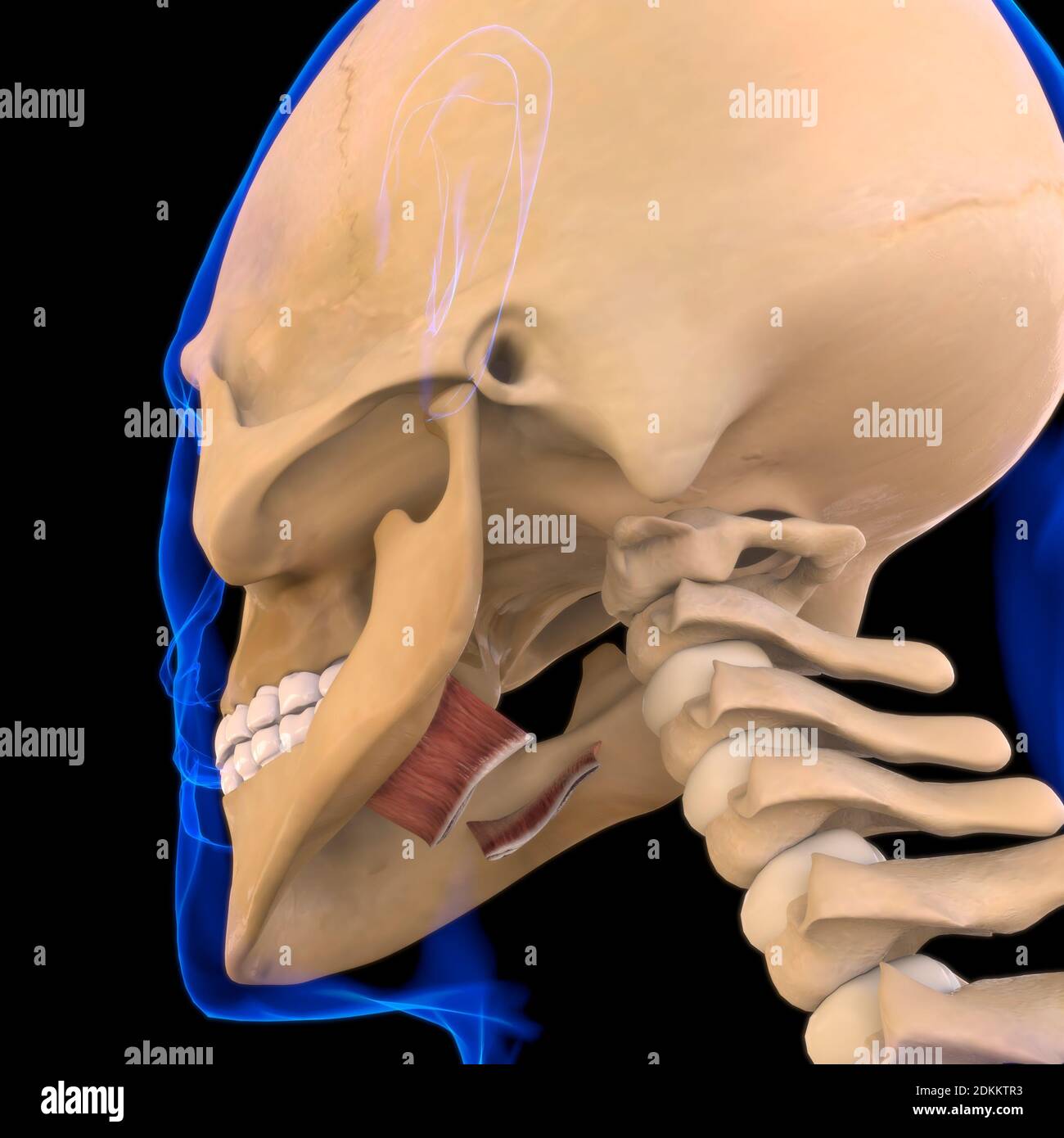 Hyoglossus Muscle Anatomy For Medical Concept 3D Illustration Stock ...