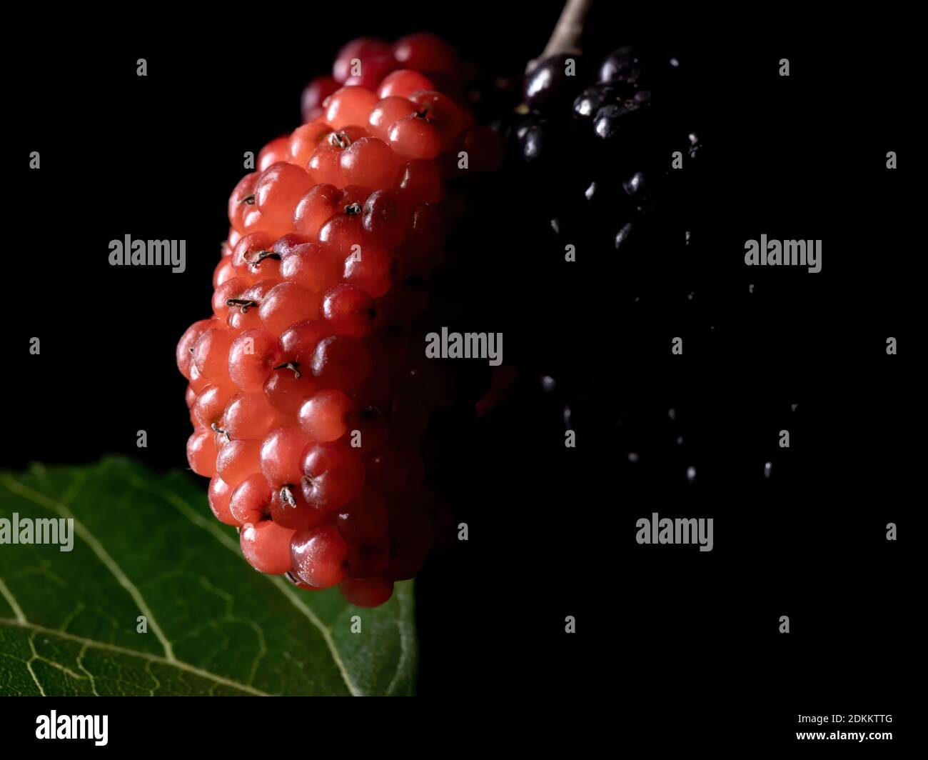 Mulberry plant of the genus Morus in macro view Stock Photo - Alamy