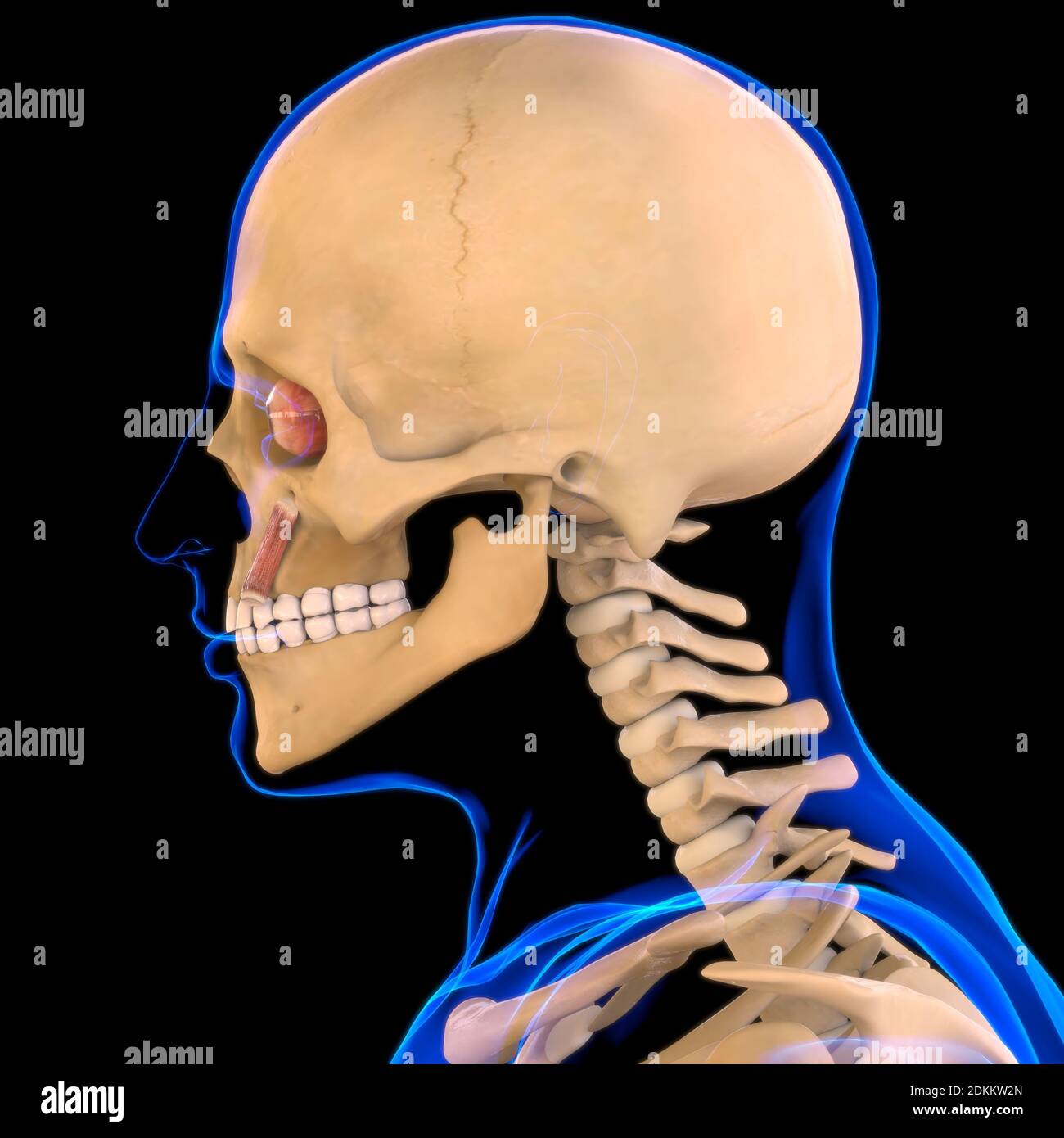 Levator Anguli Oris Muscle Anatomy For Medical Concept 3D Illustration ...