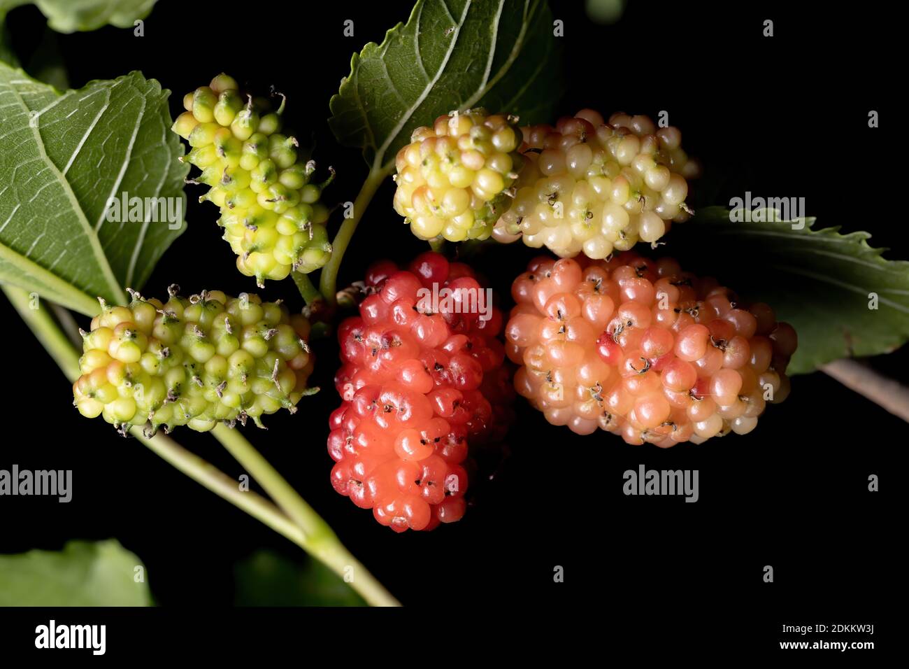 Mulberry plant of the genus Morus in macro view Stock Photo - Alamy