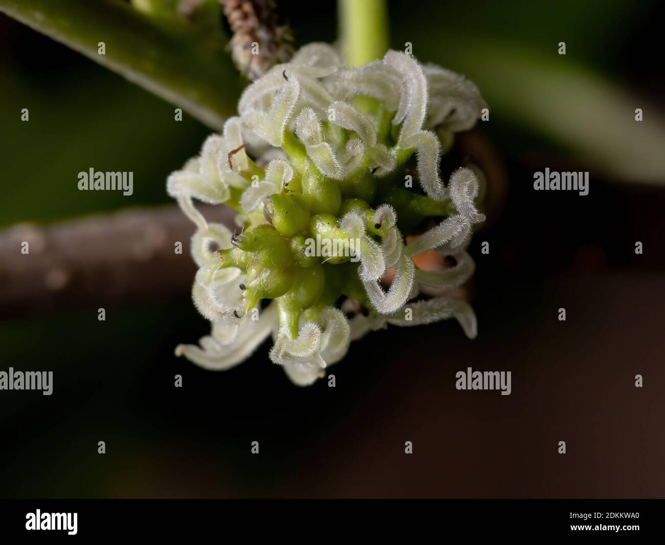 Mulberry plant of the genus Morus in macro view Stock Photo - Alamy