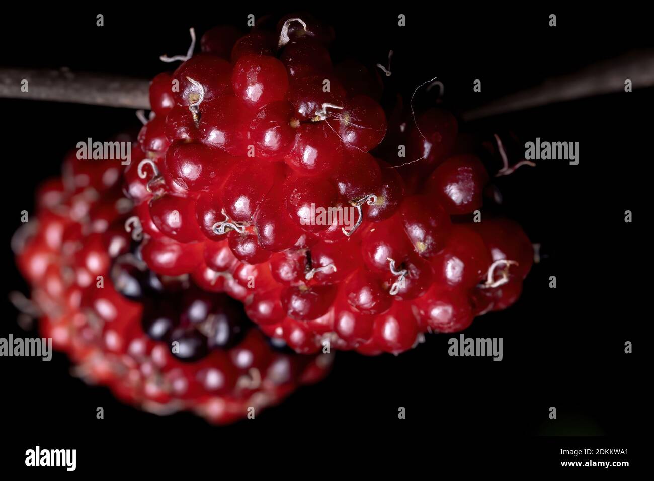 Mulberry plant of the genus Morus in macro view Stock Photo - Alamy