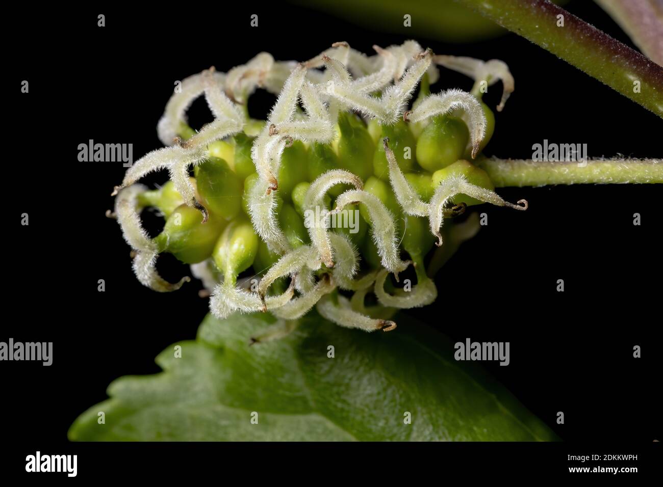 Mulberry plant of the genus Morus in macro view Stock Photo - Alamy