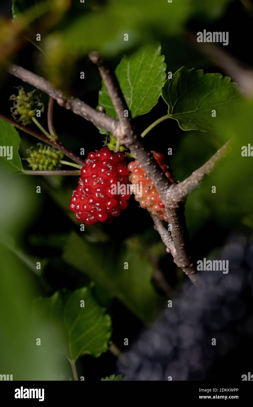 Mulberry plant of the genus Morus in macro view Stock Photo - Alamy
