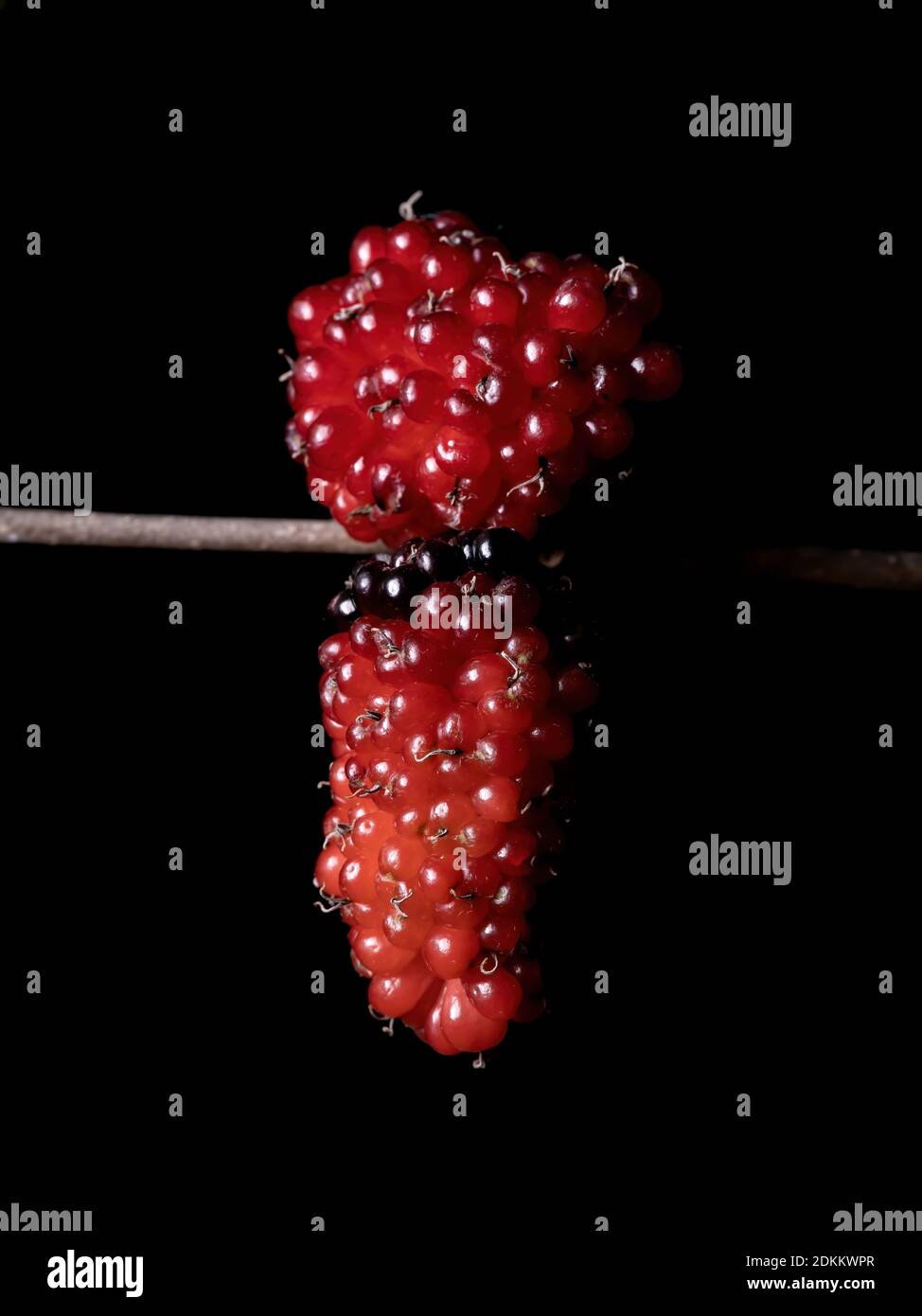 Mulberry plant of the genus Morus in macro view Stock Photo - Alamy