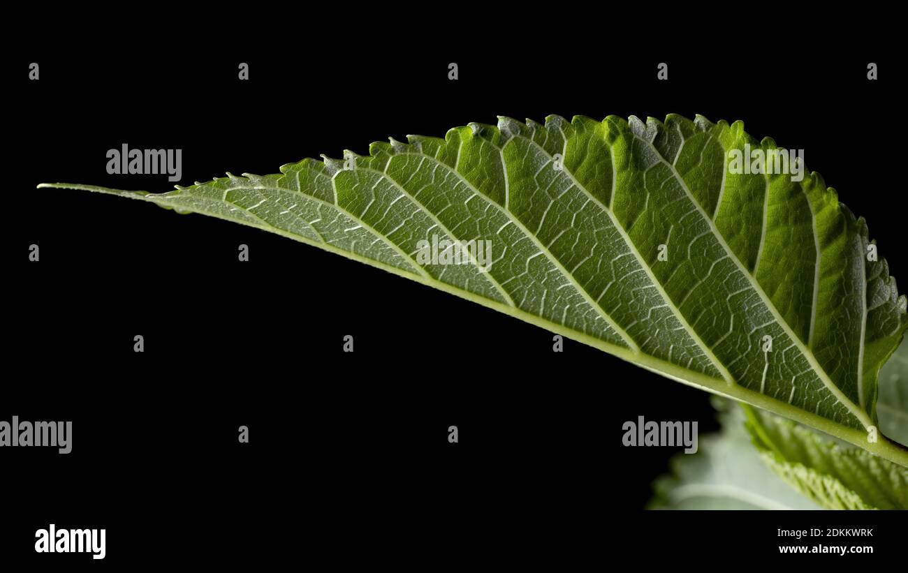 Mulberry plant of the genus Morus in macro view Stock Photo - Alamy