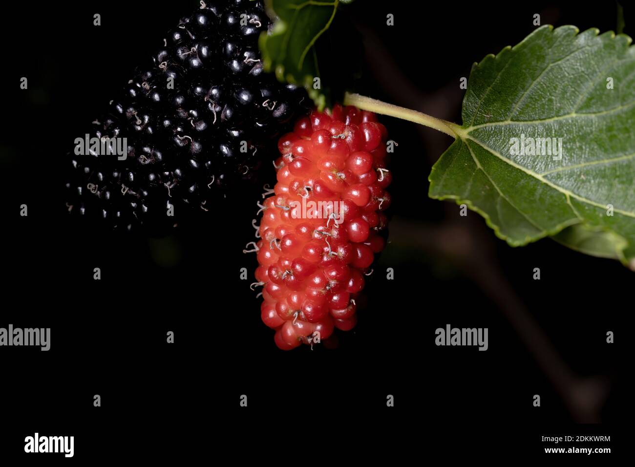 Mulberry plant of the genus Morus in macro view Stock Photo - Alamy