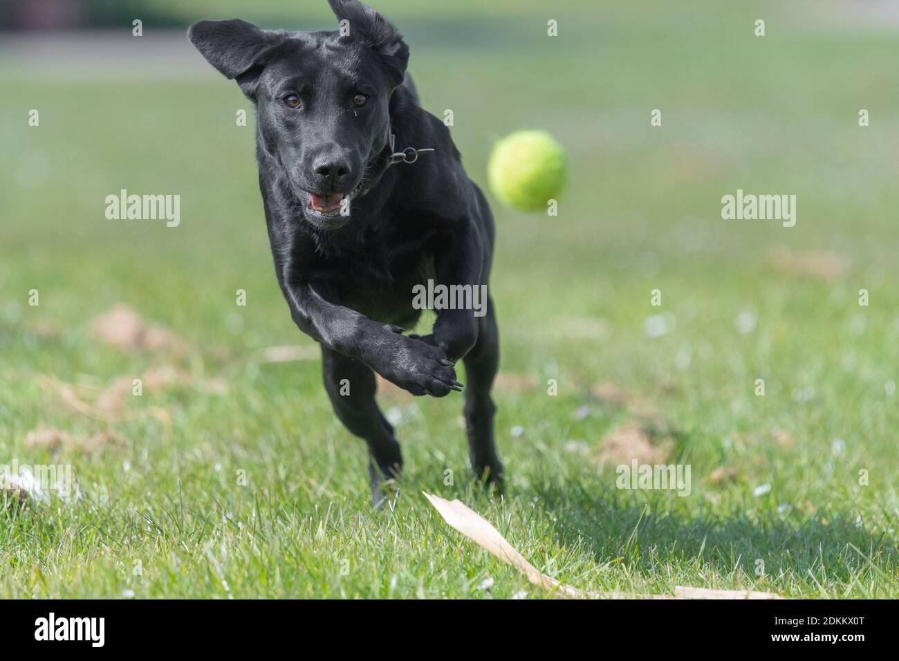 Close Up Of A Black Labrador Puppy Chasing A Tenis Ball In Mid Air ...