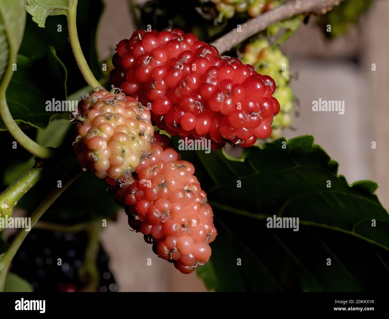 Mulberry plant of the genus Morus in macro view Stock Photo - Alamy
