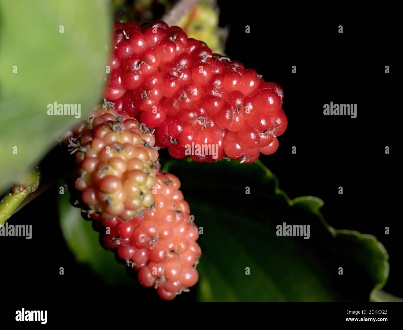 Mulberry plant of the genus Morus in macro view Stock Photo - Alamy