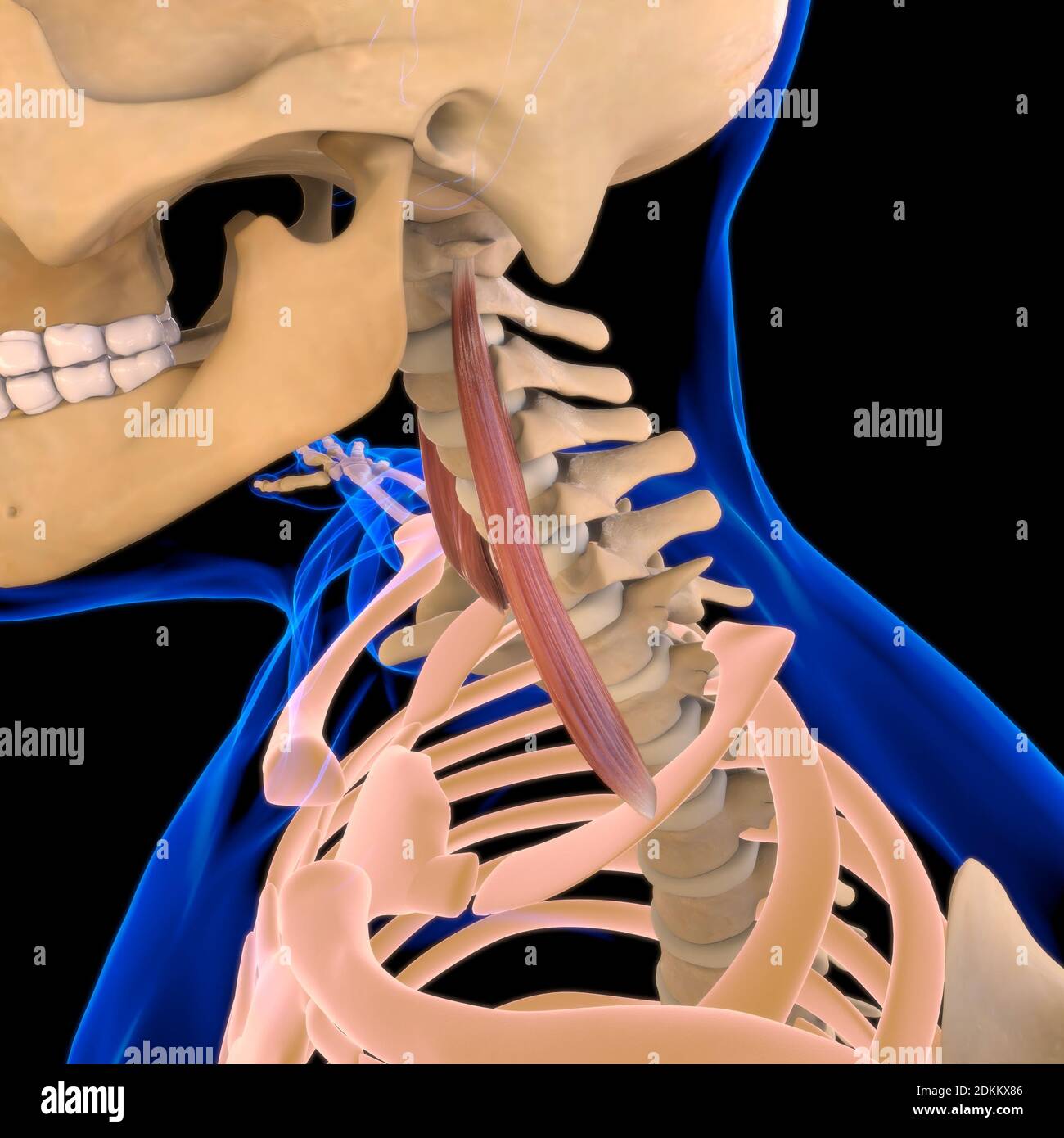 Scalene Muscle Anatomy For Medical Concept 3D Illustration Stock Photo ...