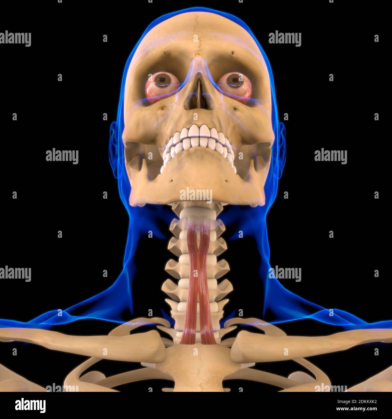 Sternohyoid Muscle Anatomy For Medical Concept 3D Illustration Stock ...