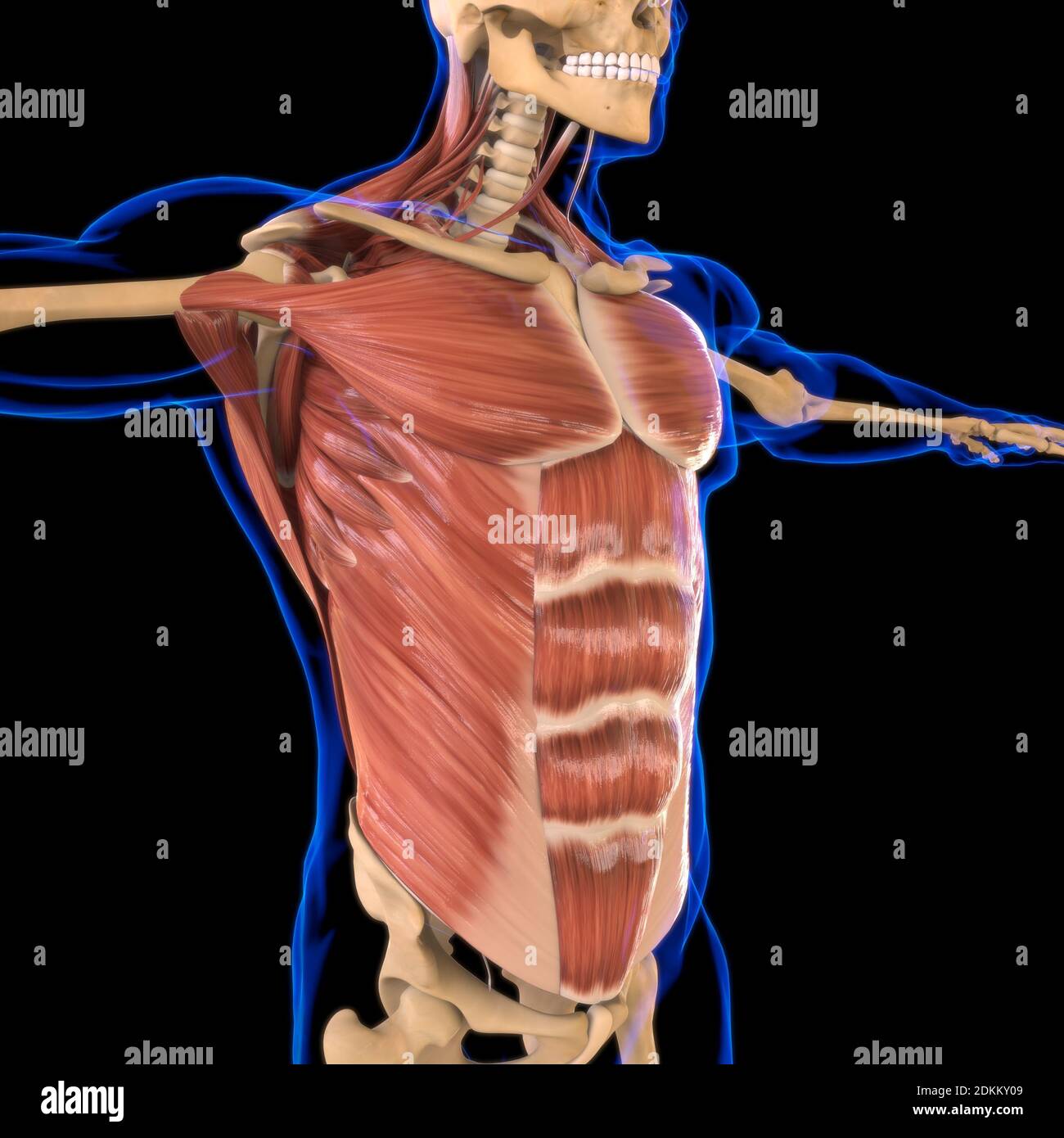 Torso Muscle Anatomy For Medical Concept 3D Illustration Stock Photo ...