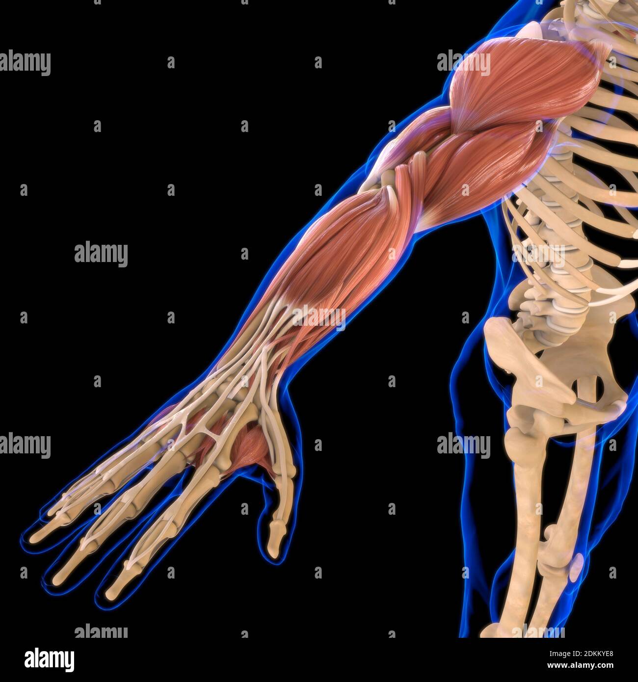 Arm Muscle Anatomy For Medical Concept 3D Illustration Stock Photo - Alamy