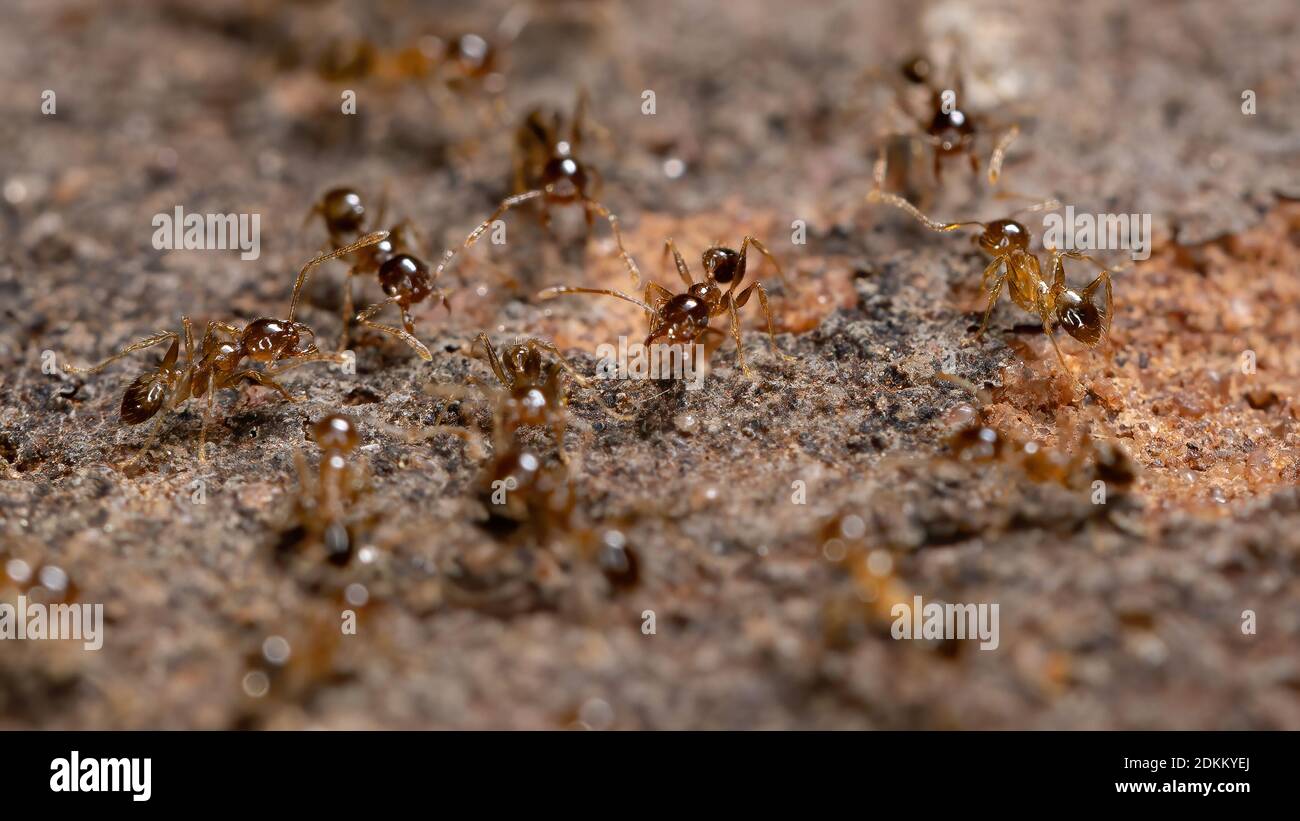 Big-Headed Ants of the Genus Pheidole Stock Photo - Alamy