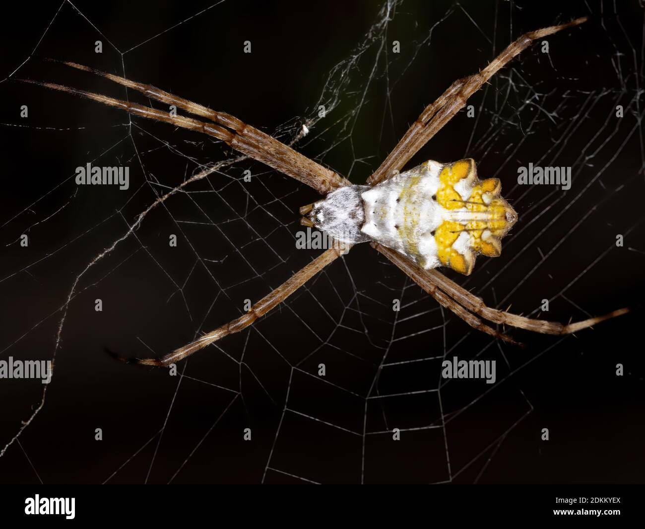 Silver Garden Orbweaver of the species Argiope argentata Stock Photo ...
