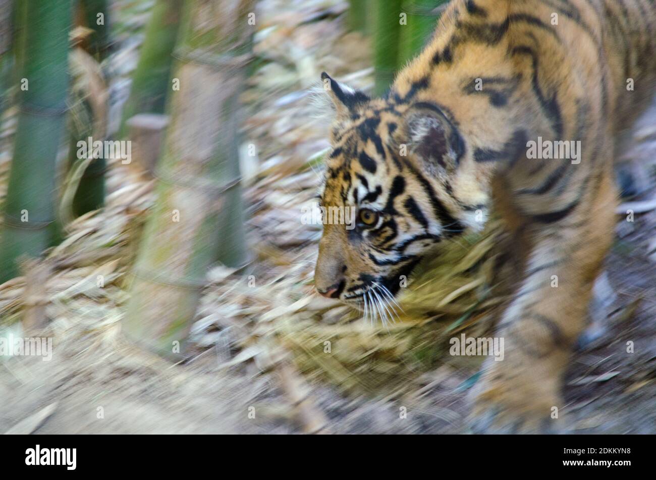 Young Tiger running through bamboo forest Stock Photo - Alamy