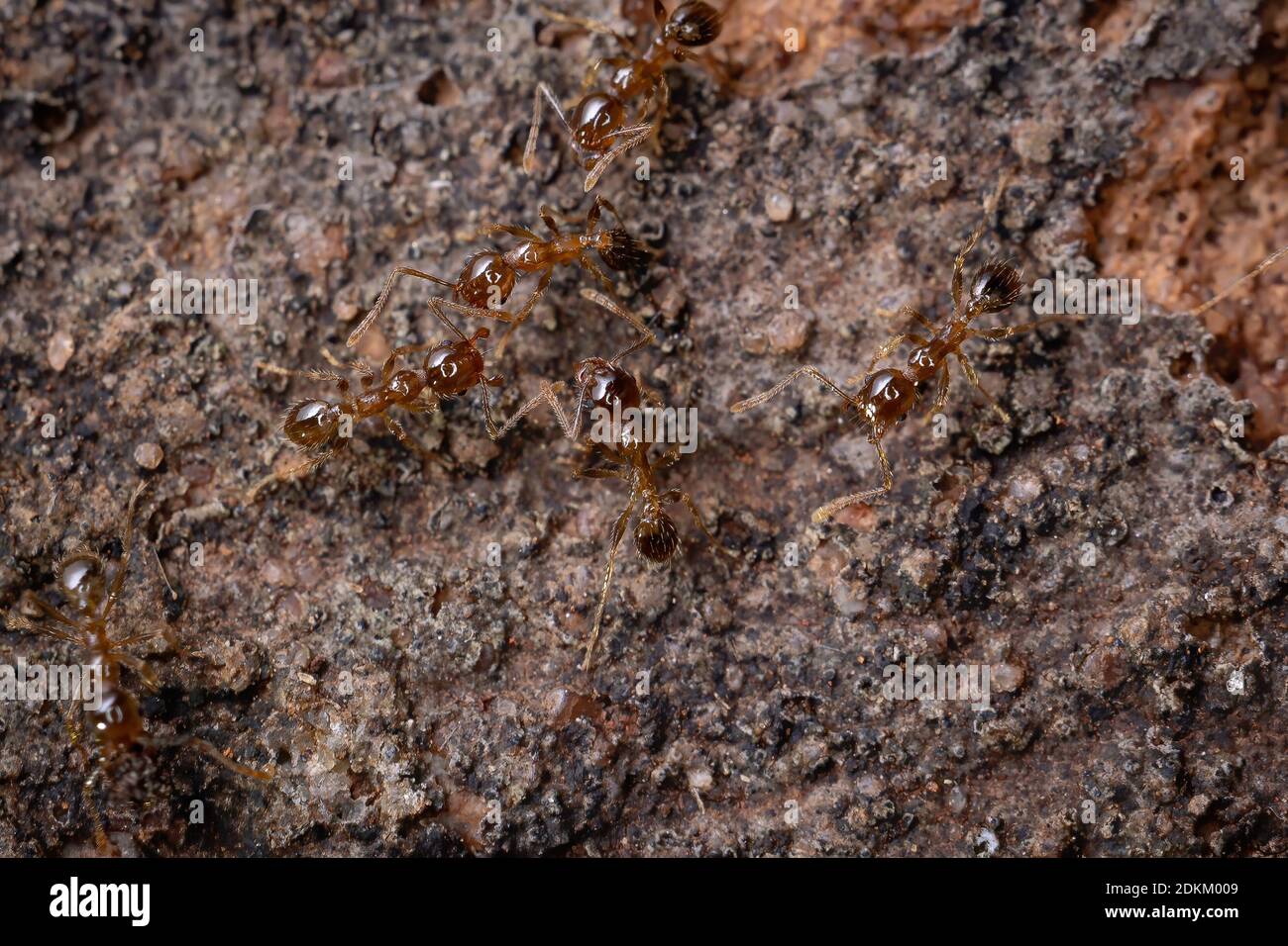 Big-Headed Ants of the Genus Pheidole Stock Photo - Alamy