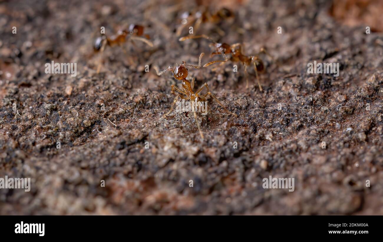 Big-Headed Ants of the Genus Pheidole Stock Photo - Alamy