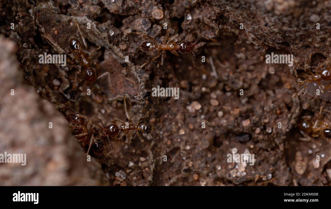 Big-Headed Ants of the Genus Pheidole Stock Photo - Alamy