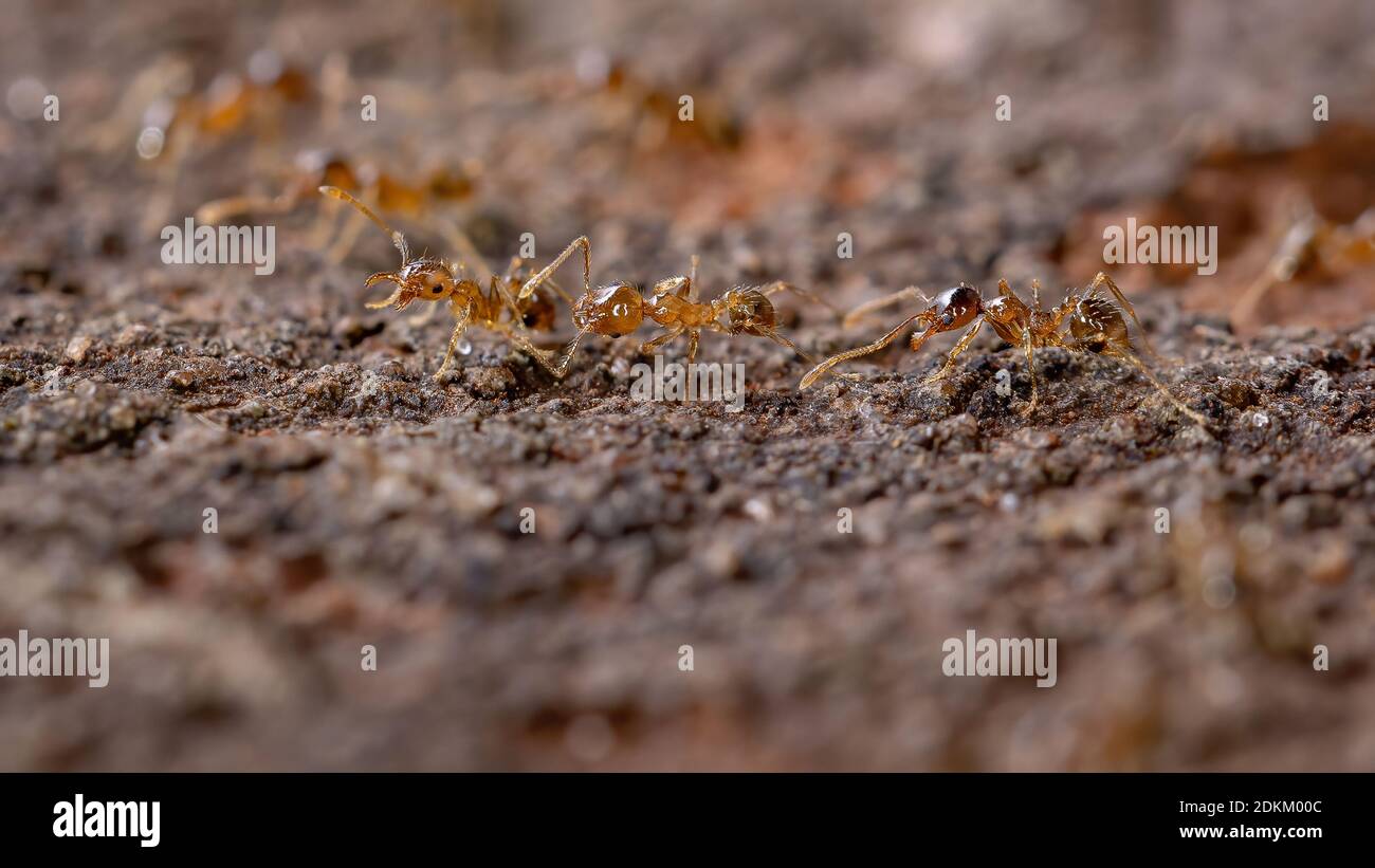 Big-Headed Ants of the Genus Pheidole Stock Photo - Alamy