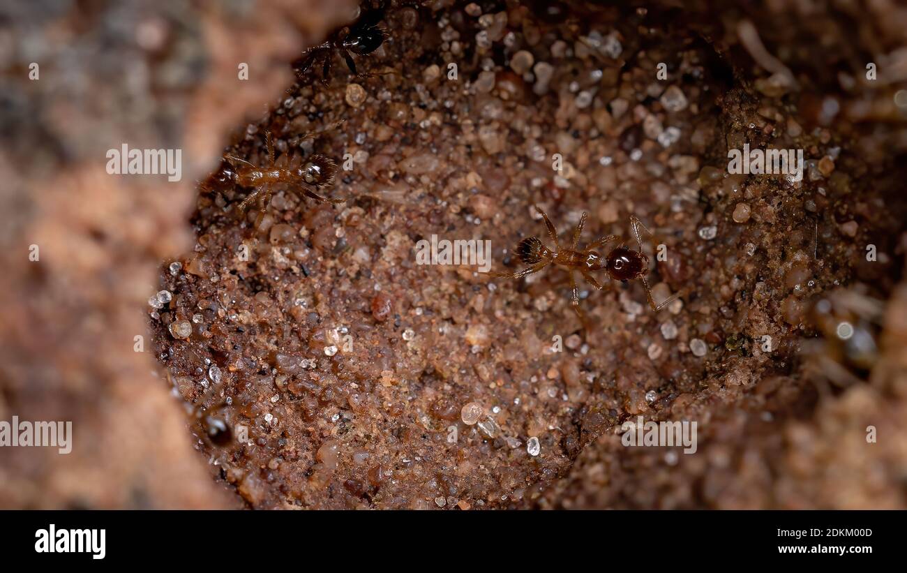 Pheidole ants hi-res stock photography and images - Alamy