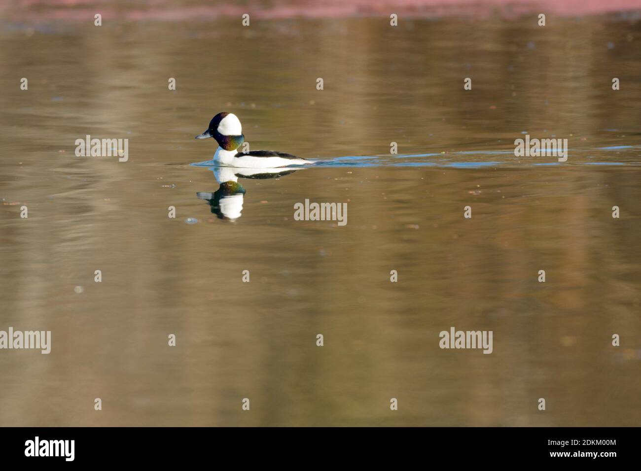 Male drake Bufflehead duck swimming on the water Stock Photo - Alamy