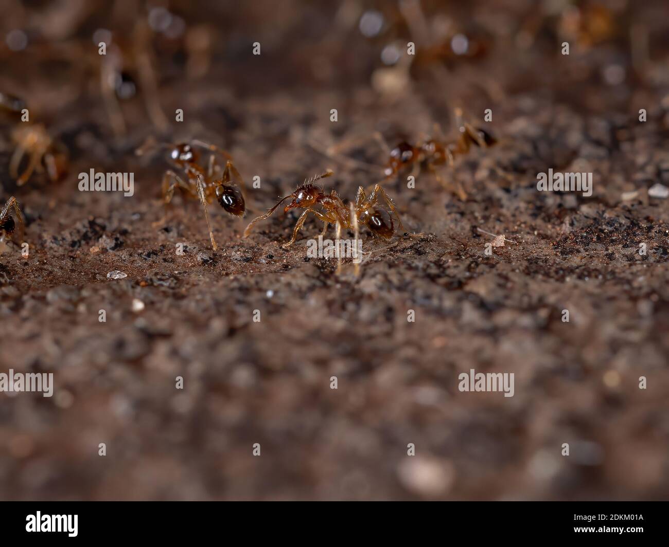Pheidole megacephala big headed ants hi-res stock photography and ...