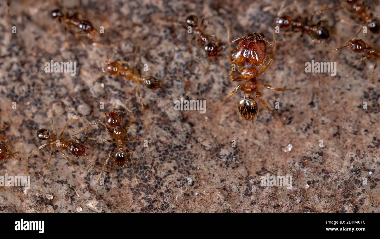 Big-Headed Ants of the Genus Pheidole Stock Photo - Alamy