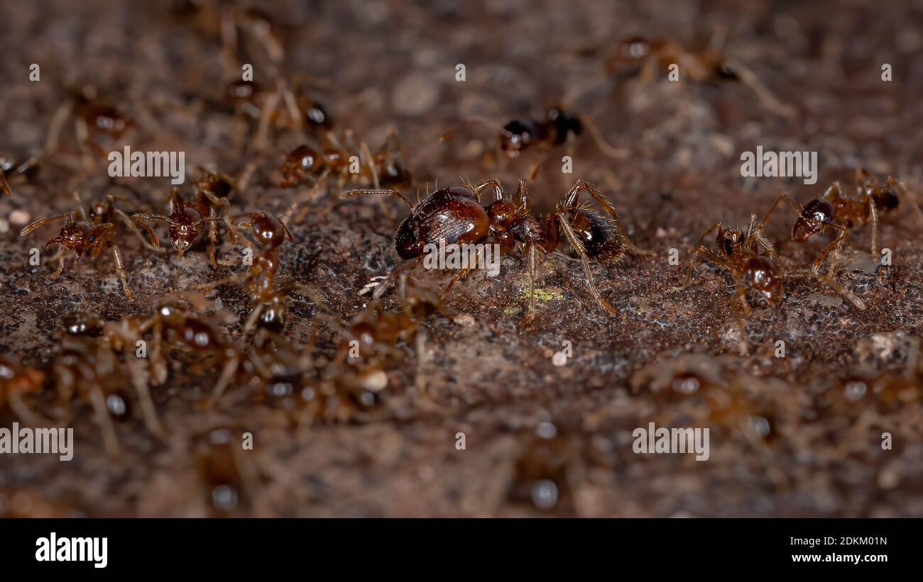 Big-Headed Ants of the Genus Pheidole Stock Photo - Alamy