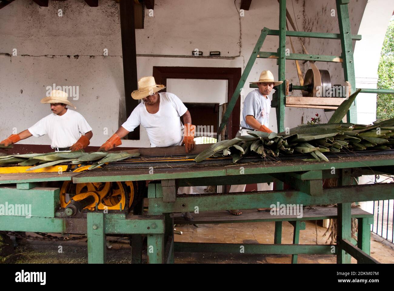 Workers process Henequen, an agave plant, into a fiber suitable for ...