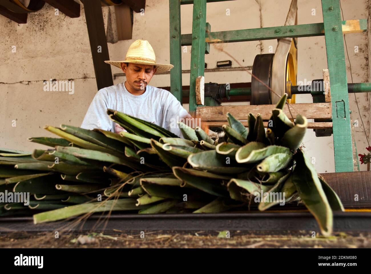 Workers process Henequen, an agave plant, into a fiber suitable for ...