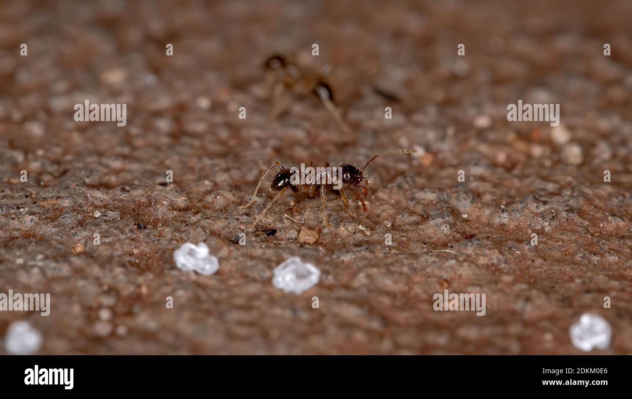 Big-Headed Ants of the Genus Pheidole Stock Photo - Alamy