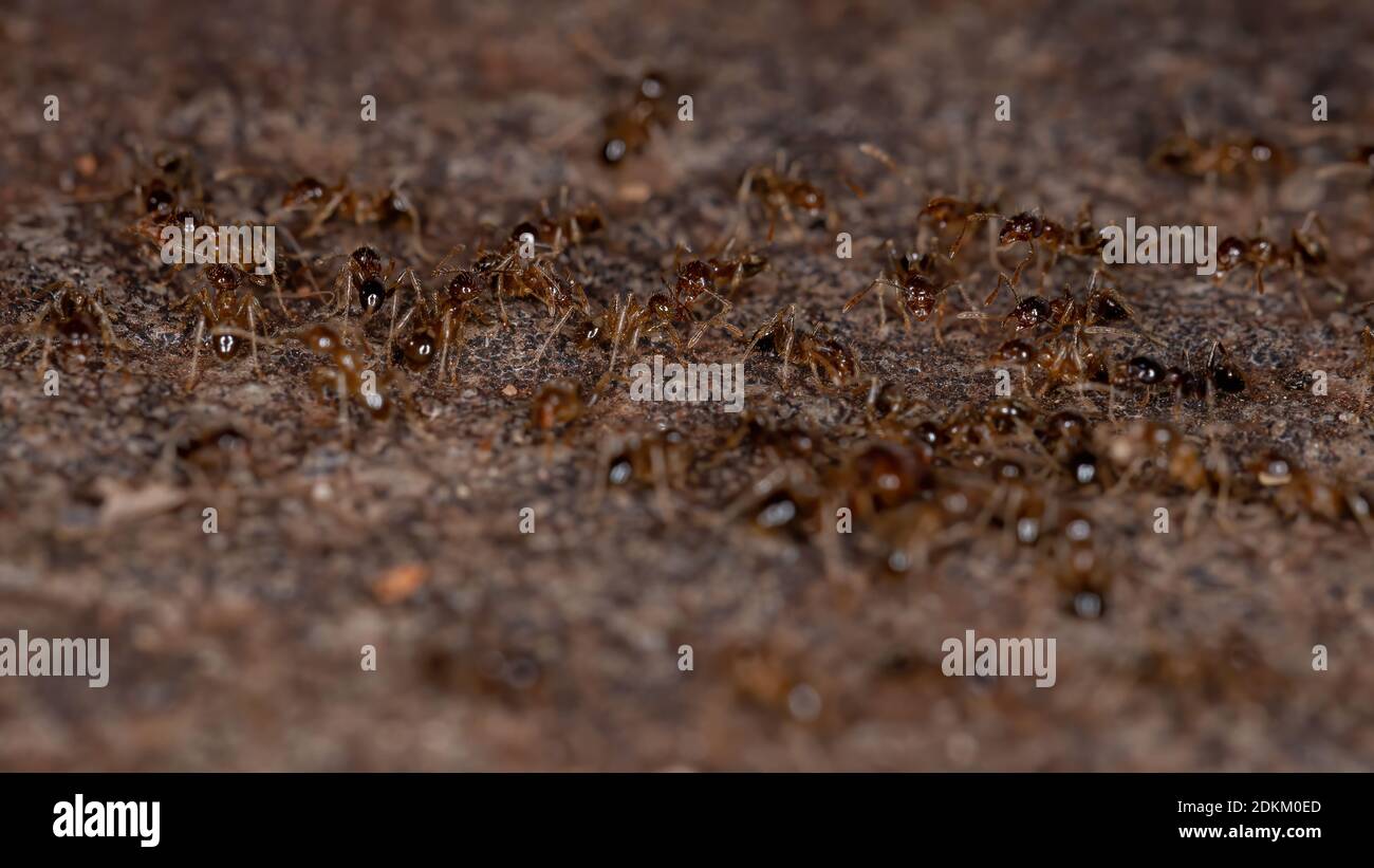 Big-Headed Ants of the Genus Pheidole Stock Photo - Alamy