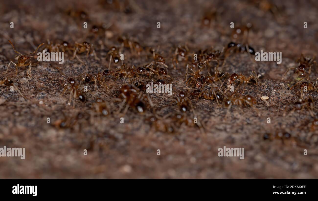 Big-Headed Ants of the Genus Pheidole Stock Photo - Alamy