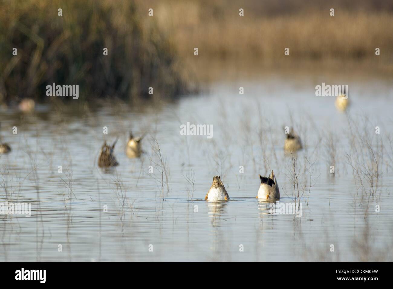 Duck upside down in water hi-res stock photography and images - Alamy