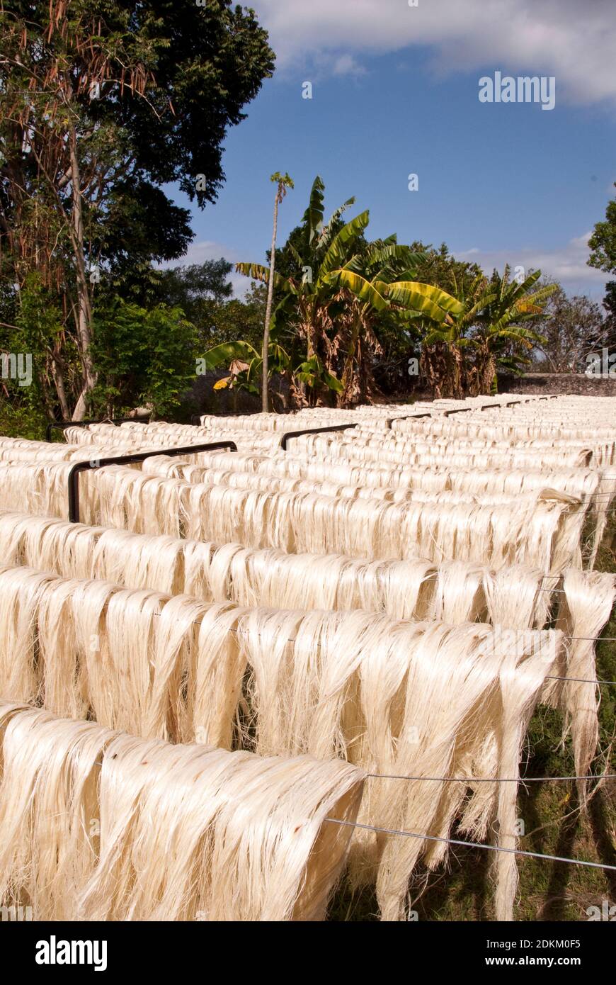 Henequen fibers, dry in the sun before being made into rope and twine ...