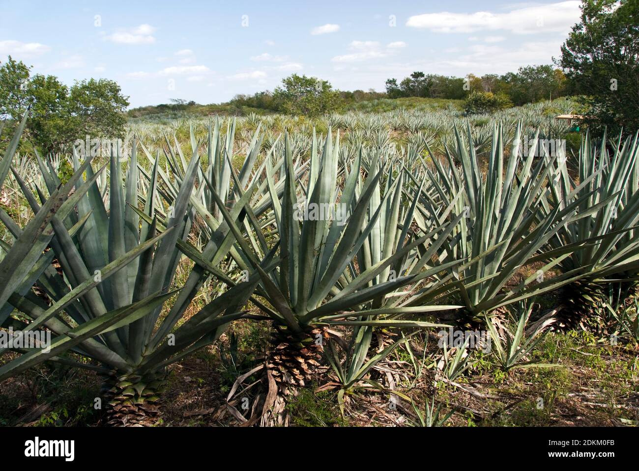 Henequen agave hi-res stock photography and images - Alamy