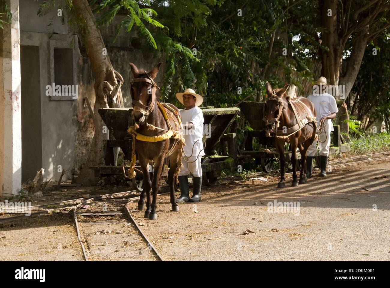 Men drive mule carts of Henequen on tracks from the fields to the ...